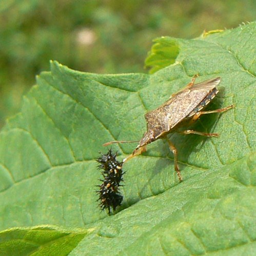 Natural Enemies | Ontario Hop Growers' Association