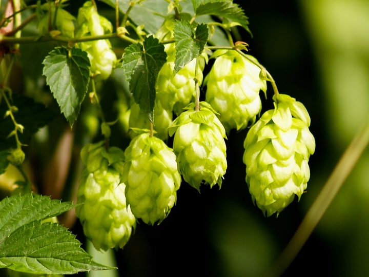 International Bittering What Now? | Ontario Hop Growers' Association