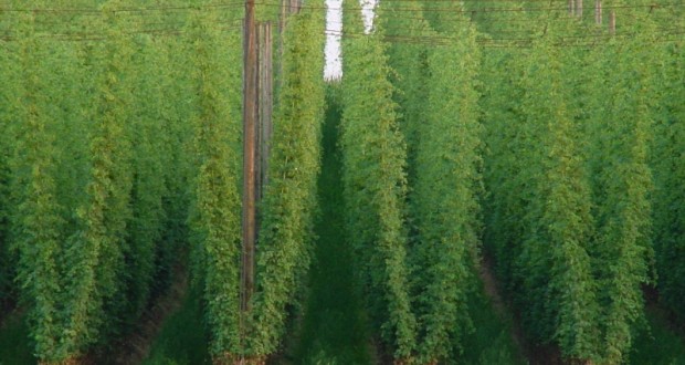 2016 hops growing workshops and field days | Ontario Hop Growers ...